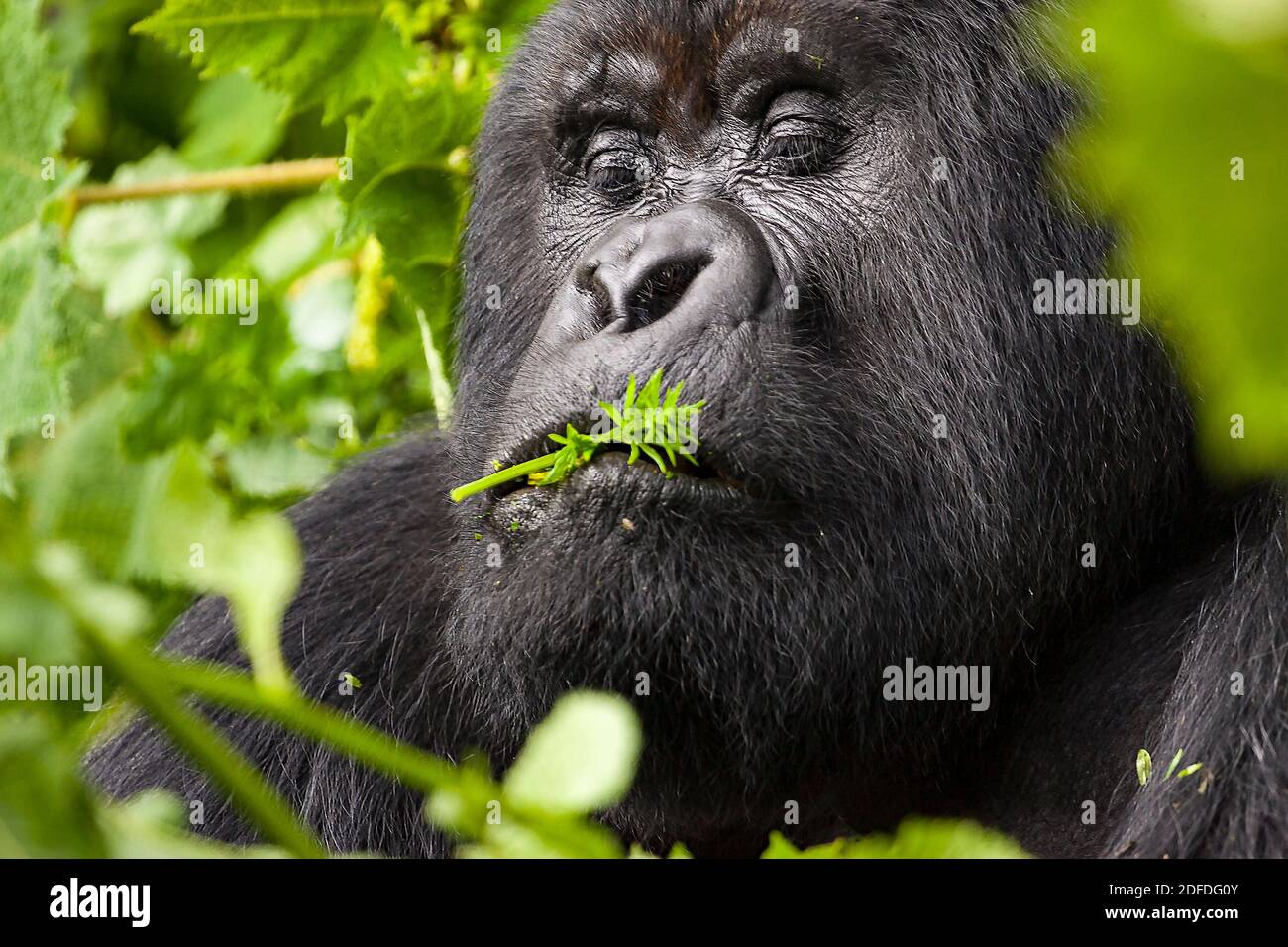Guhonda Silverback Gorilla full-size photograph in Virunga National ...
