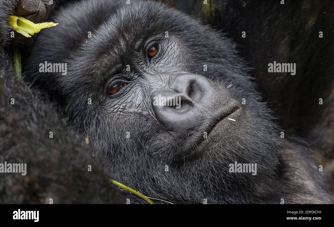 Guhonda Silverback Gorilla full-size photograph in Virunga National ...