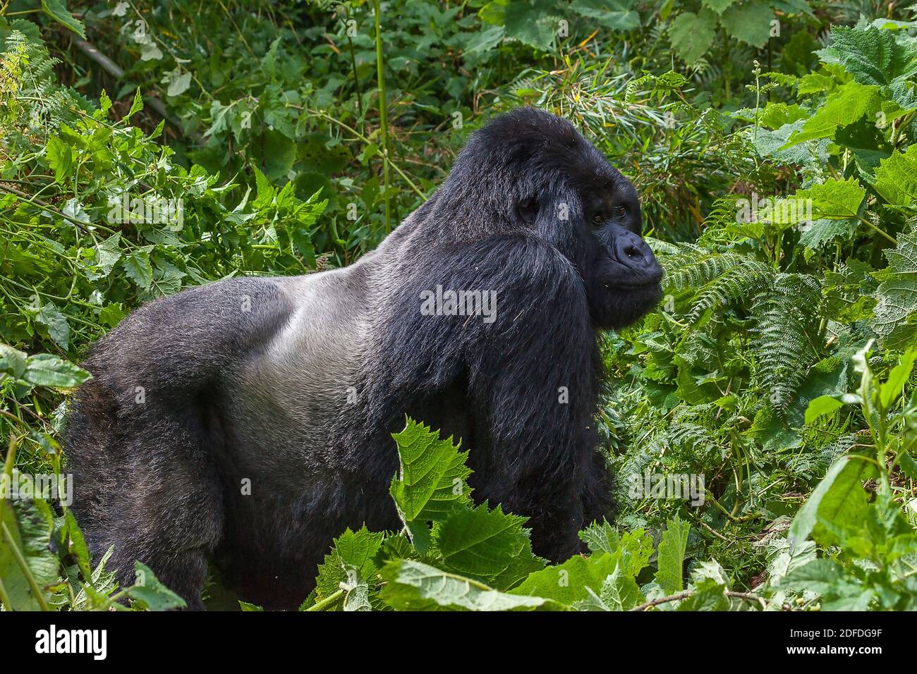 Guhonda Silverback Gorilla full-size photograph in Virunga National ...