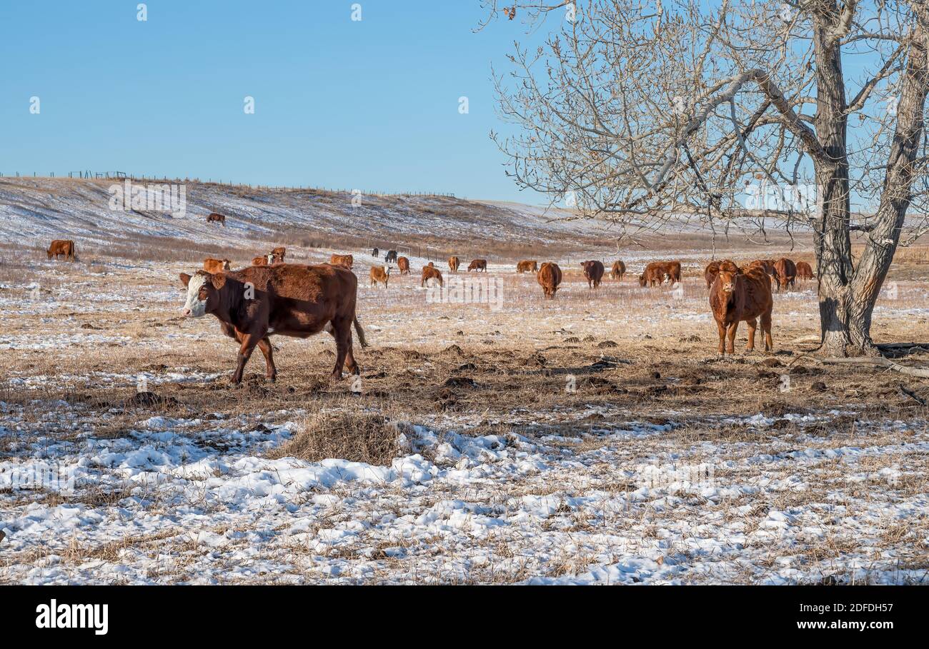 Ranching snow alberta hi-res stock photography and images - Alamy
