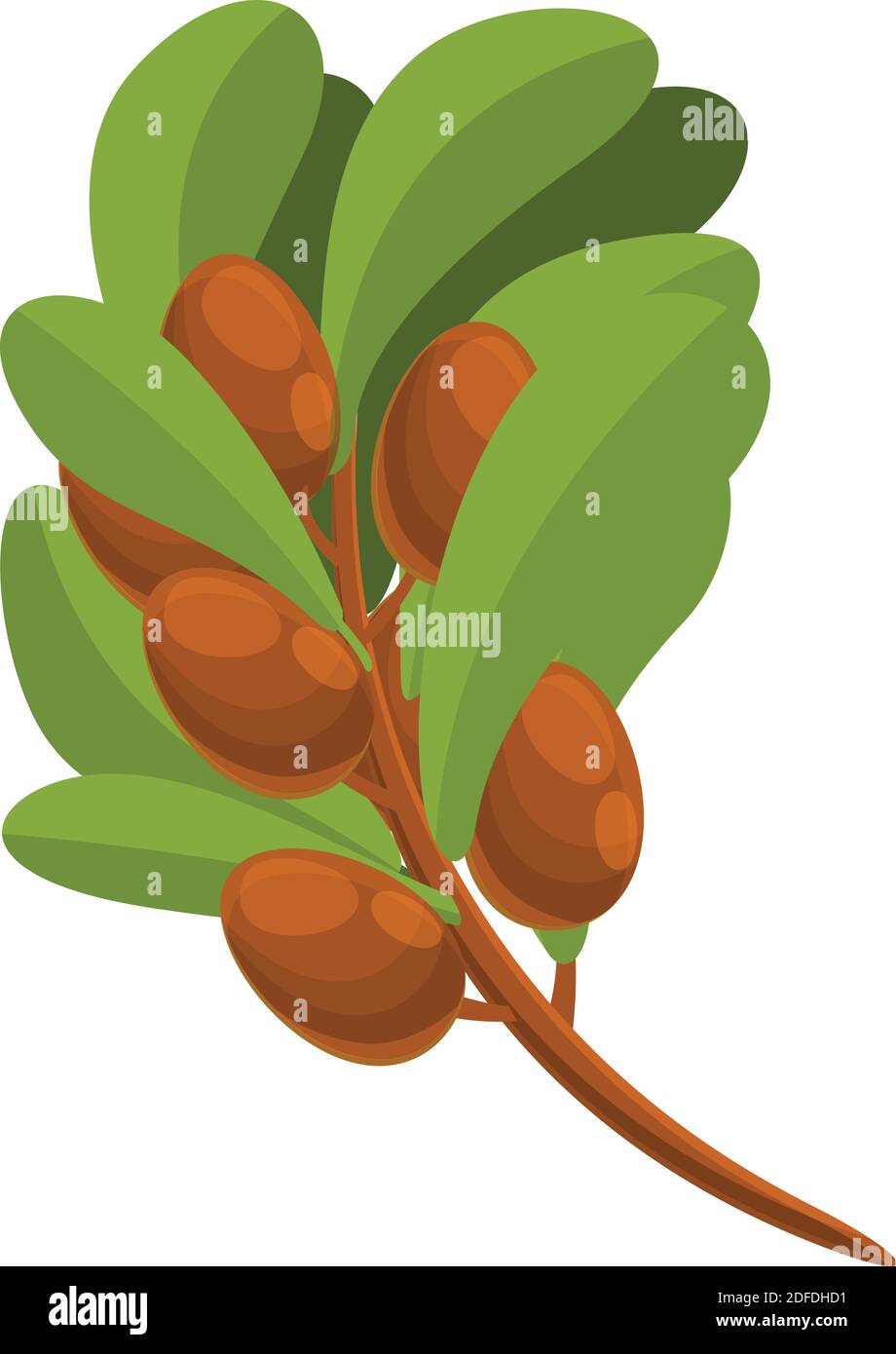 Shea tree branch icon. Cartoon of shea tree branch vector icon for web ...