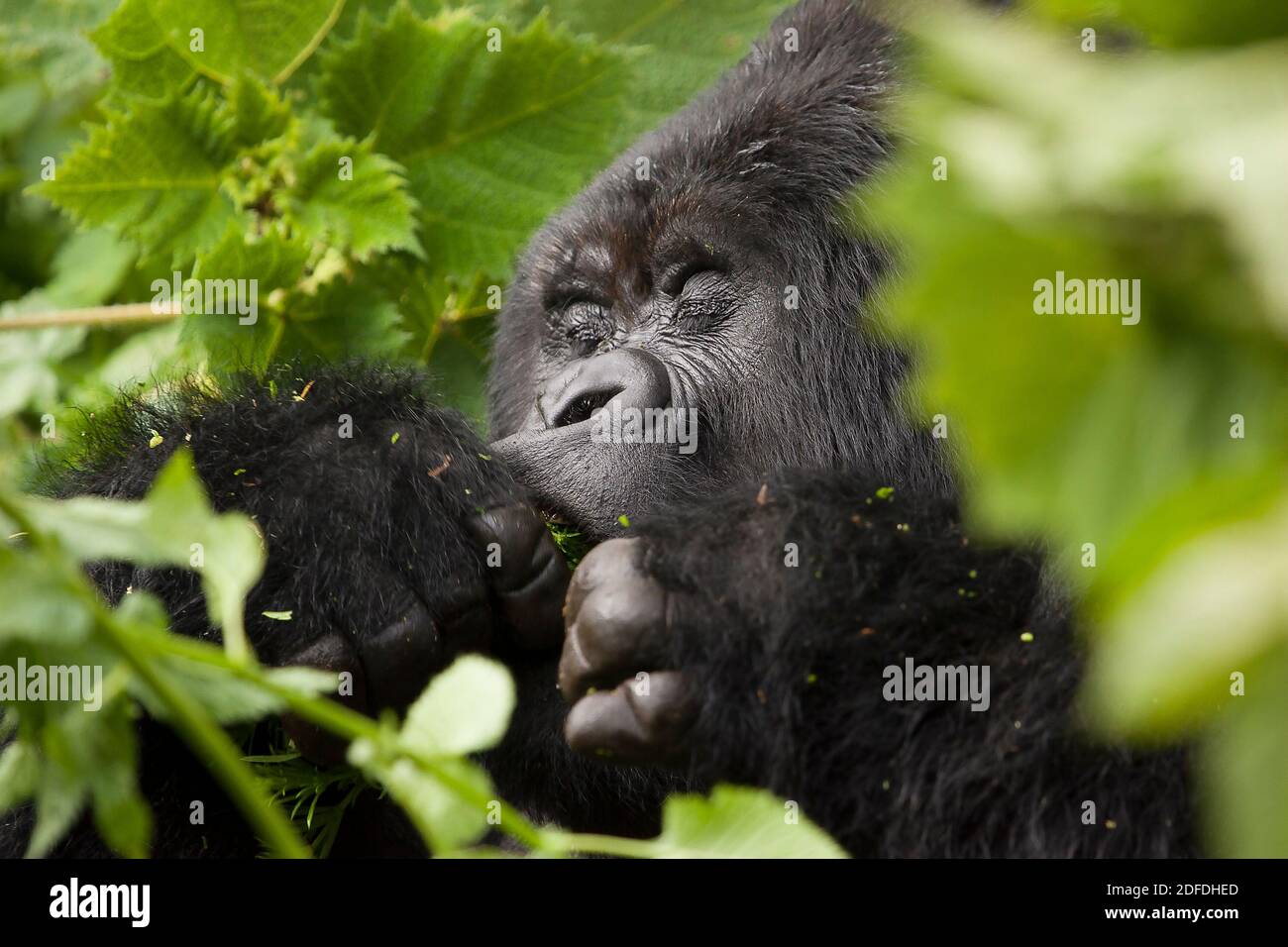 Guhonda Silverback Gorilla full-size photograph in Virunga National ...