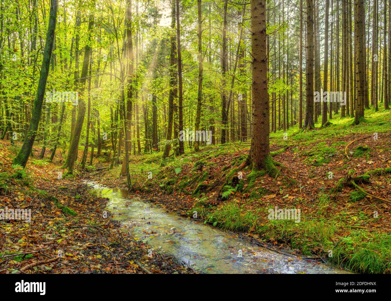 Brook flows through a mixed forest with spruce (Picea abies) and beech ...