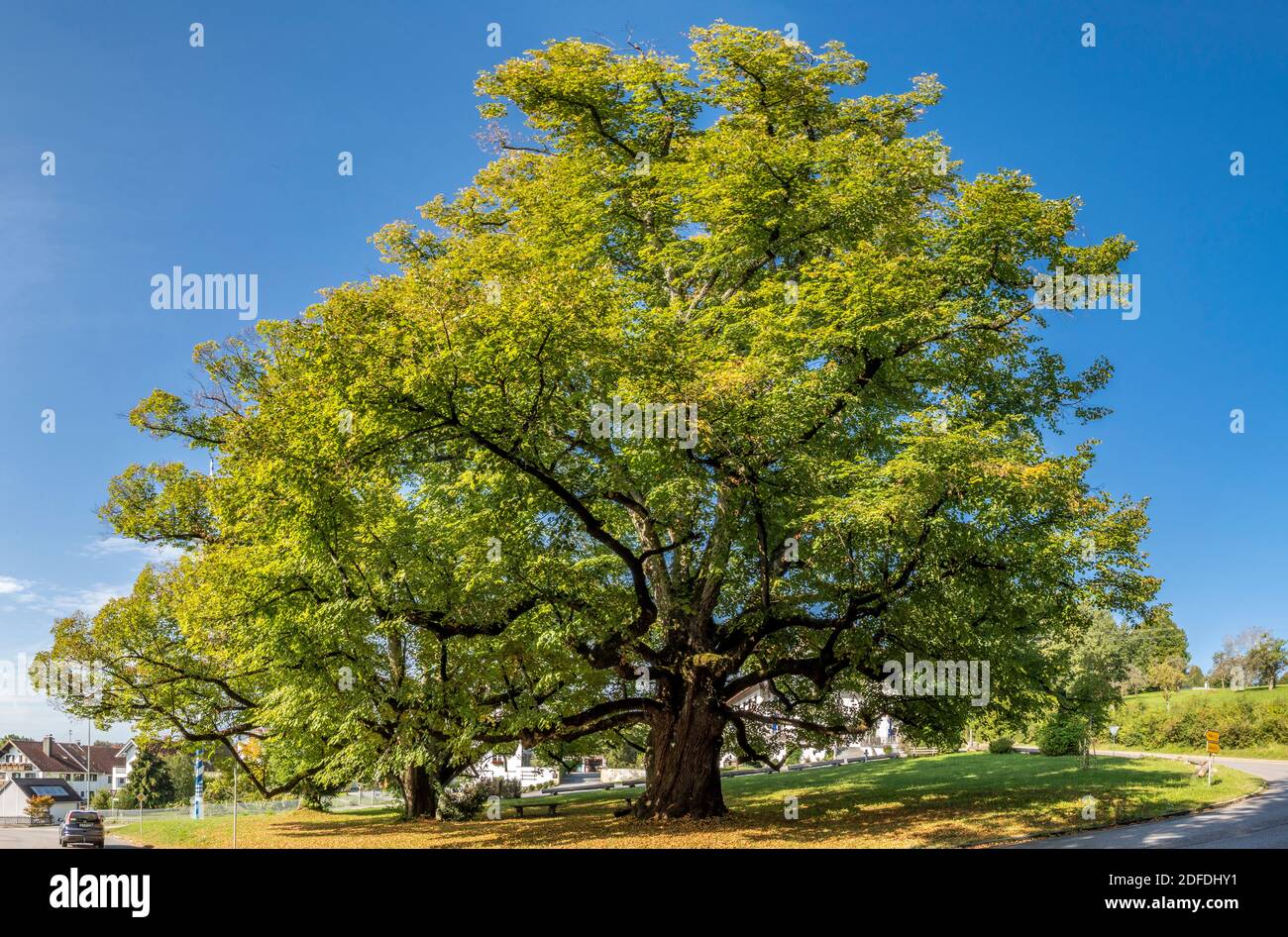 Linden tree hi-res stock photography and images - Alamy