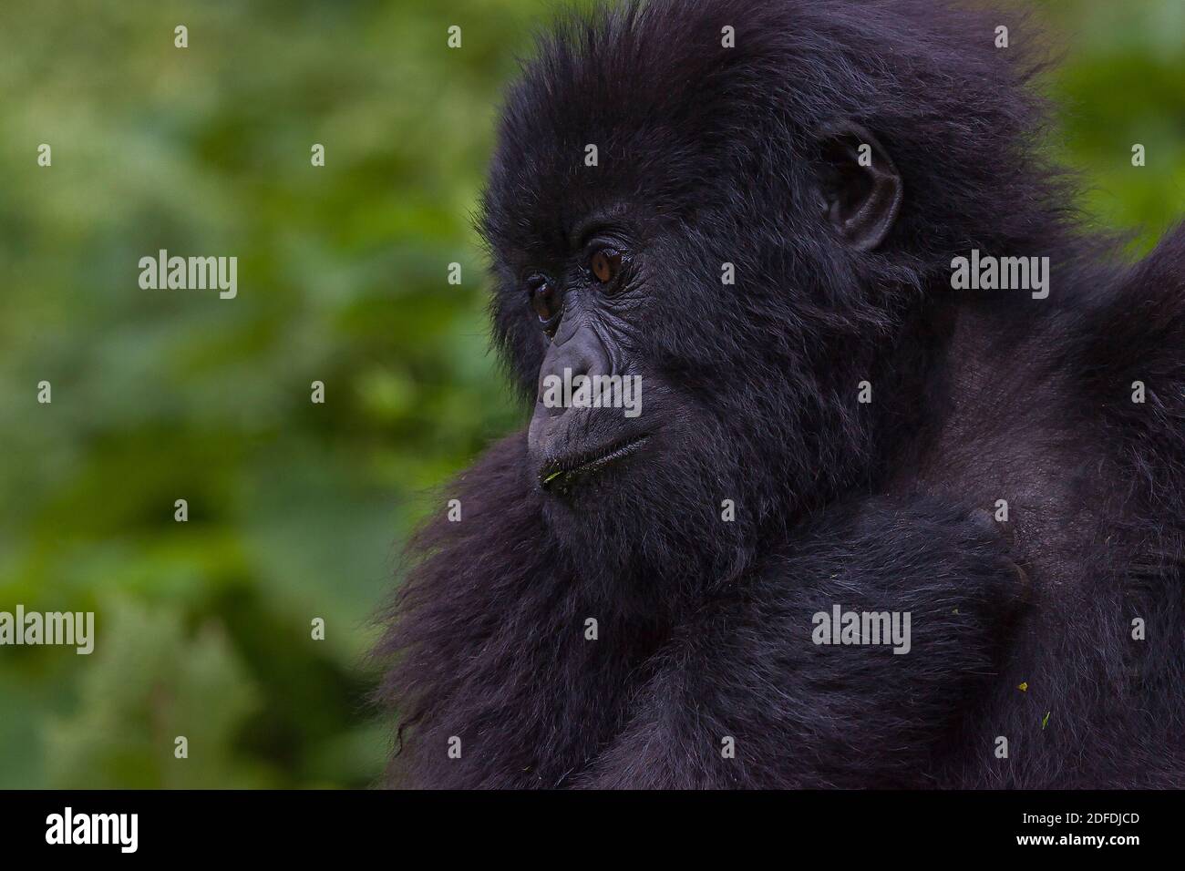 Silverback gorillas hi-res stock photography and images - Alamy