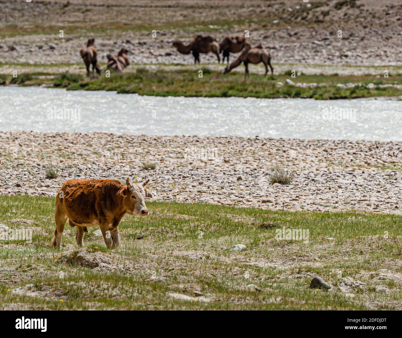 Cows and Camels near Silk Road in Murghob District, Tajikistan Stock ...