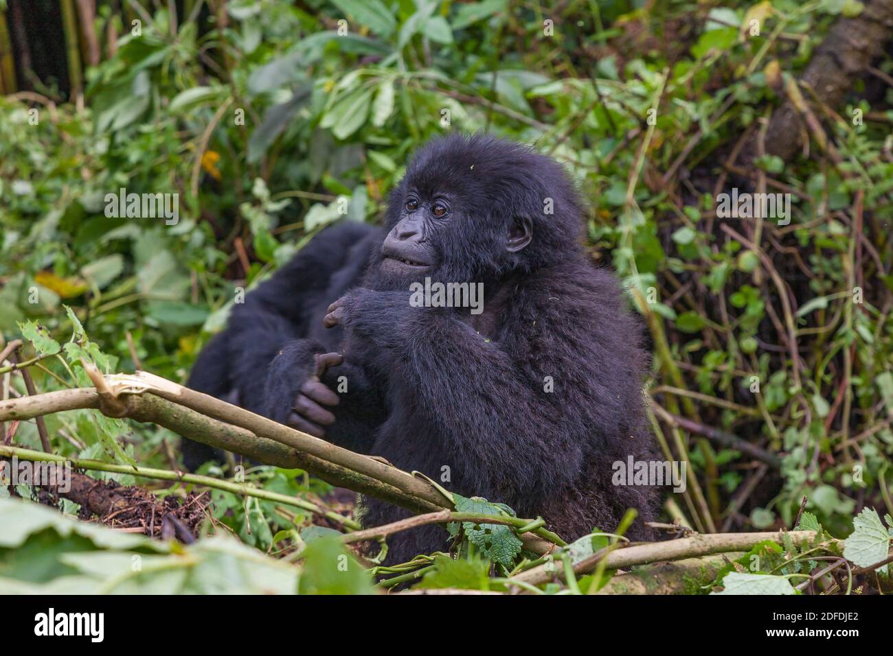 Silverback gorillas hi-res stock photography and images - Alamy