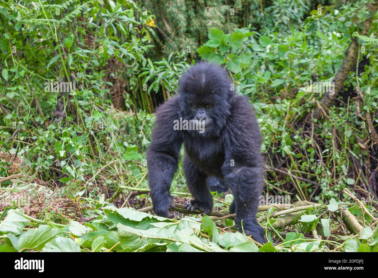 Junior Silverback of Sabinyo Group in Volcanoes National Park, Rwanda ...