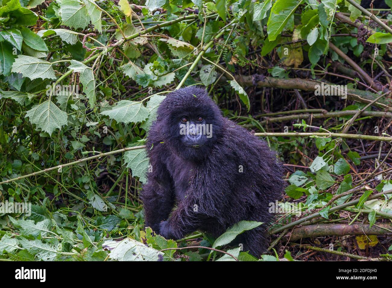 Virunga mountains rwanda silverback hi-res stock photography and images ...