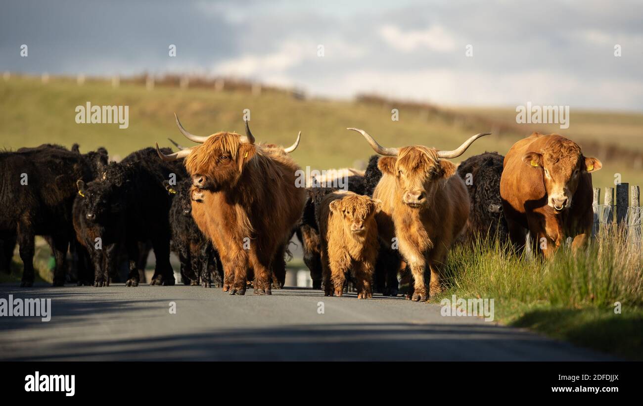 Herd cattle on welsh hi-res stock photography and images - Alamy