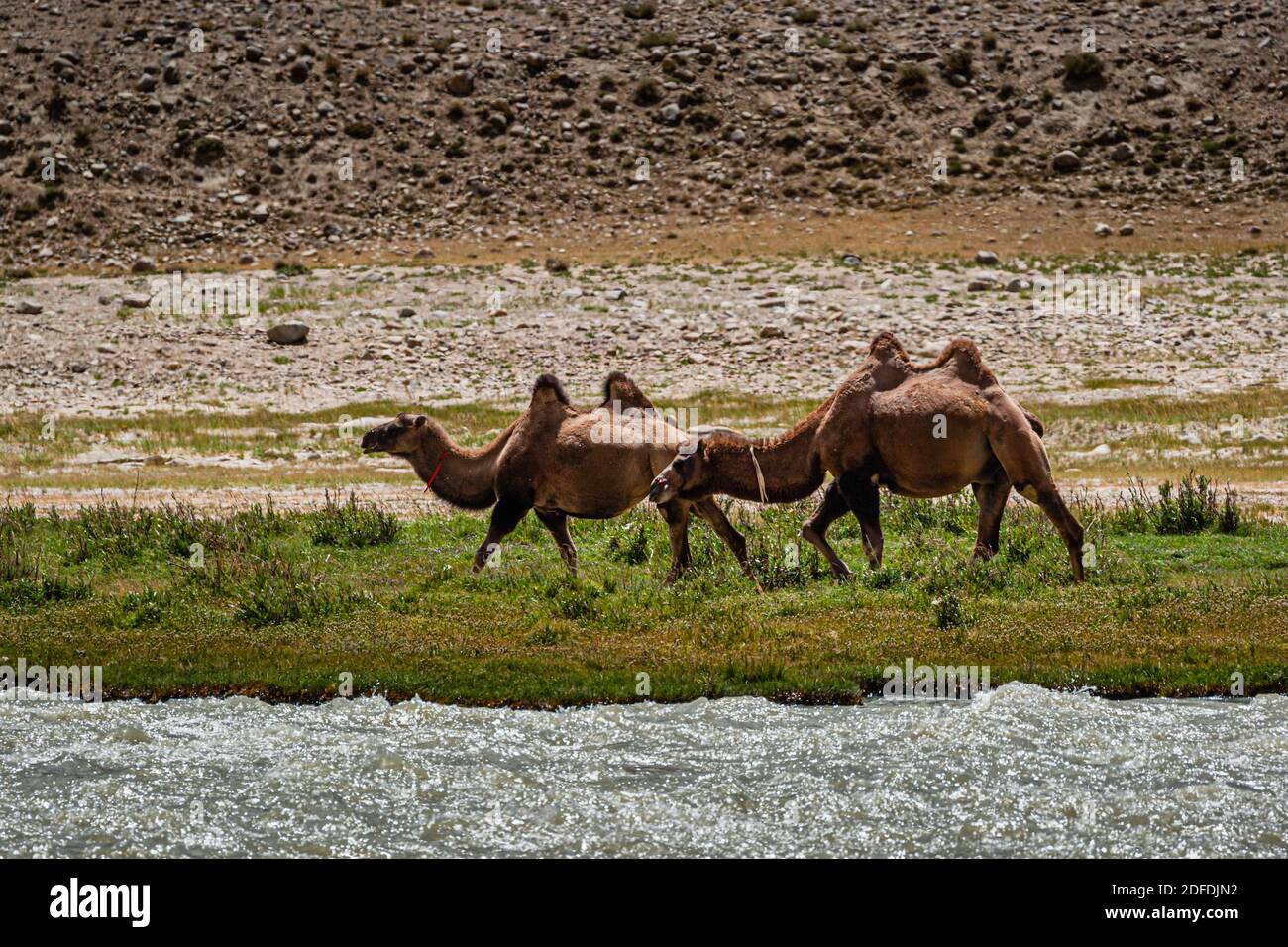 Animal migration hi-res stock photography and images - Alamy