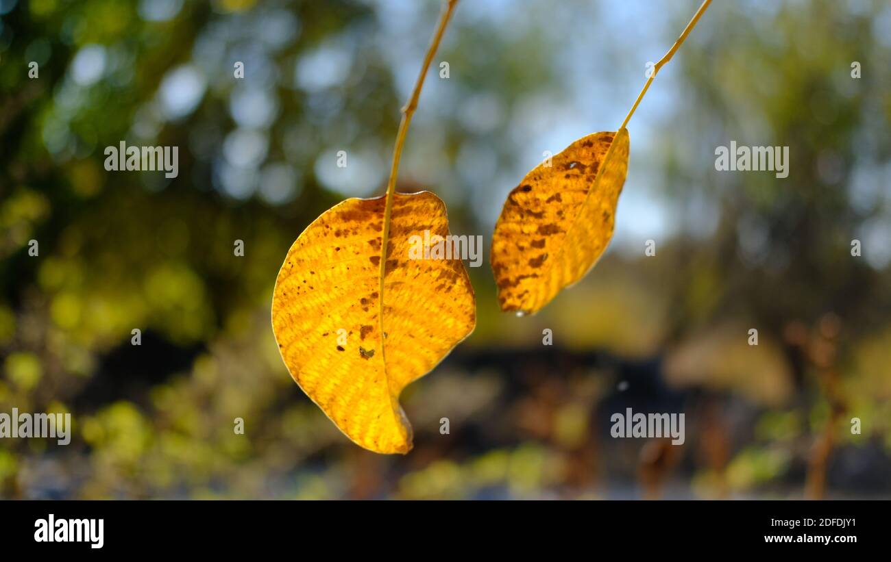 A closeup of dry yellow leaves on a branch in autumn with a blurry ...
