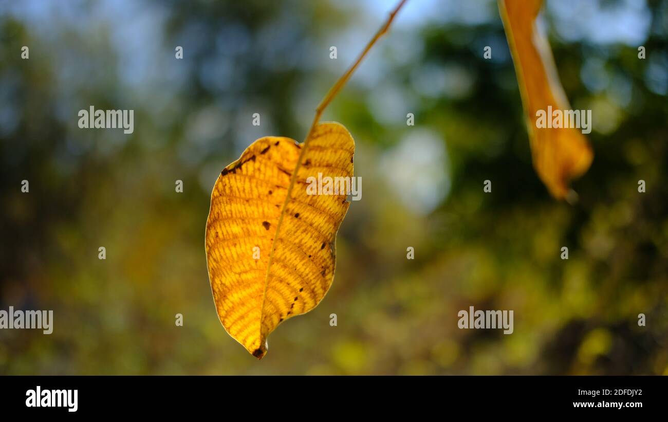 A closeup of a dry yellow leaf on a branch in autumn with a blurry ...