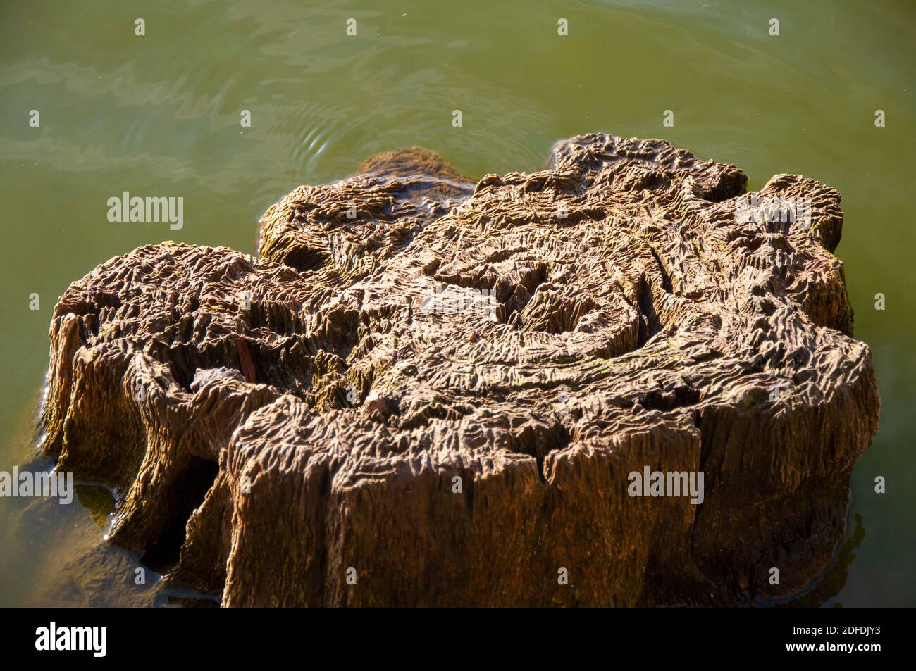 Big old rotten tree stump in water Stock Photo - Alamy
