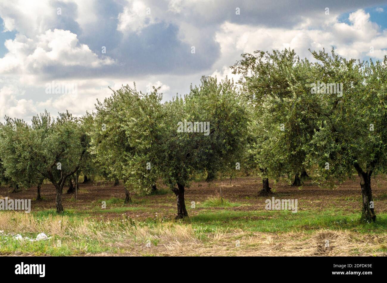 Olive trees in the Italian countryside Stock Photo - Alamy