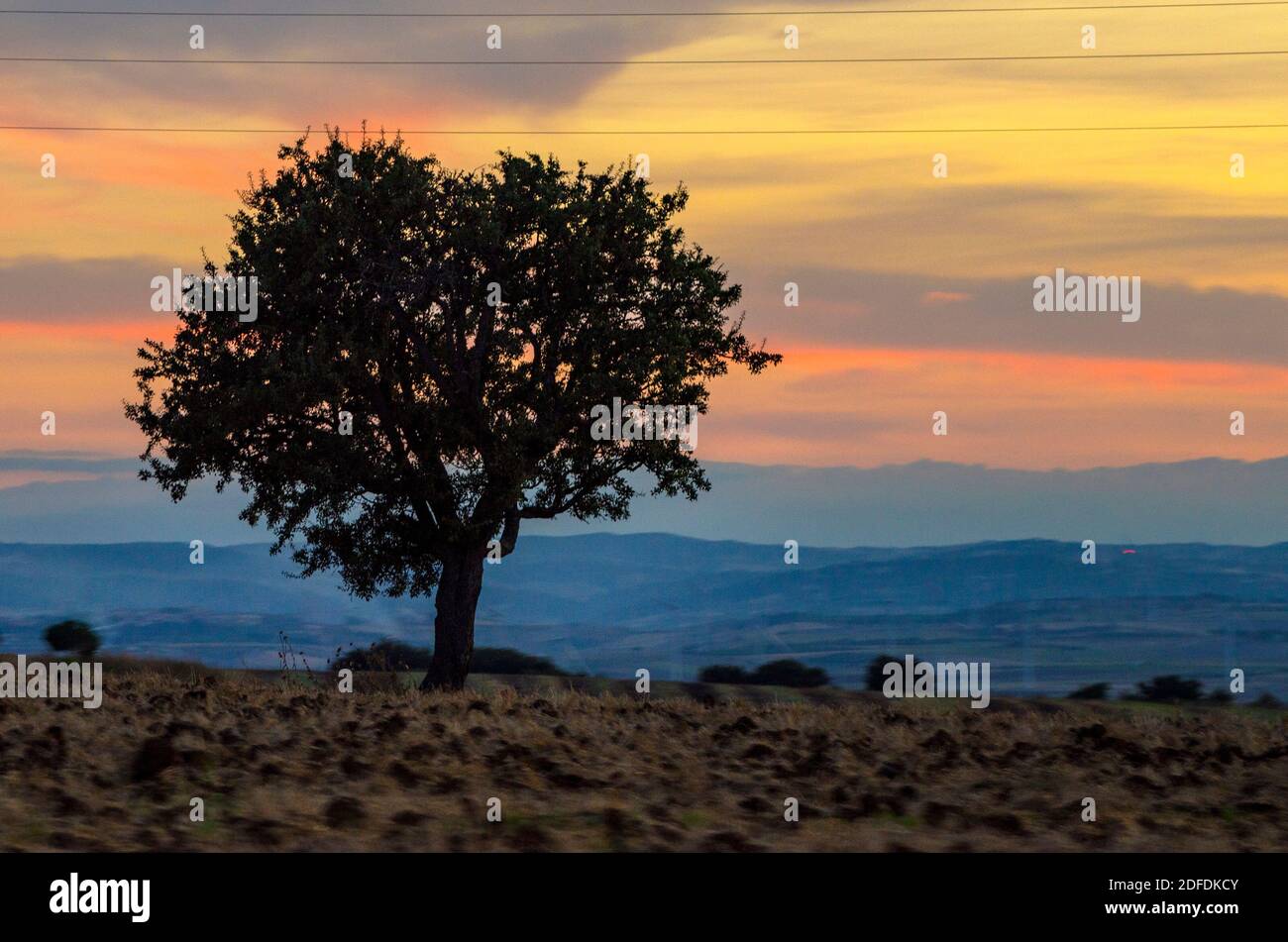 Beautiful tree silhouette hi-res stock photography and images - Alamy
