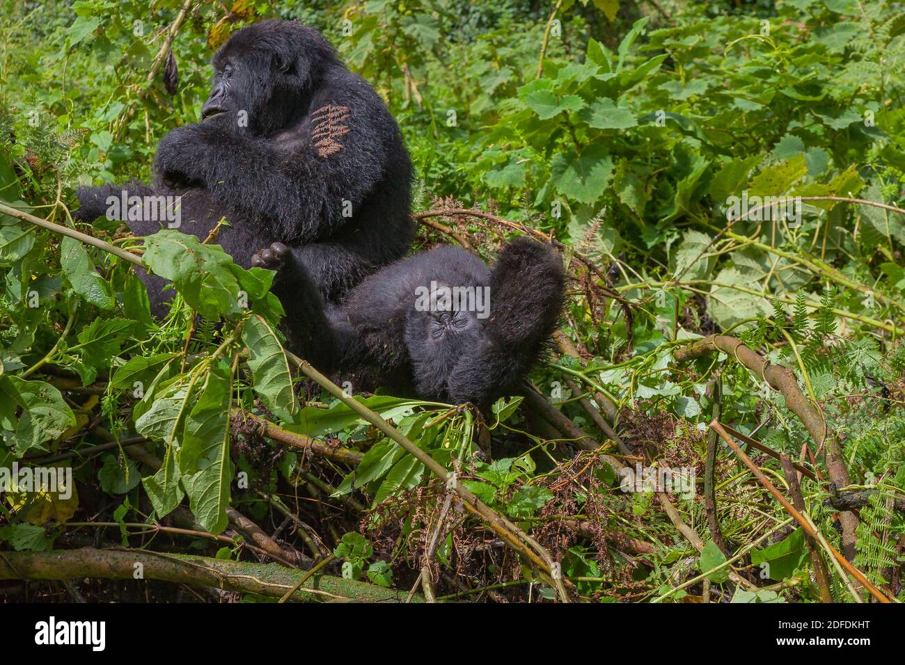 Silverback Junior hanging-out with his mother in their nest in ...