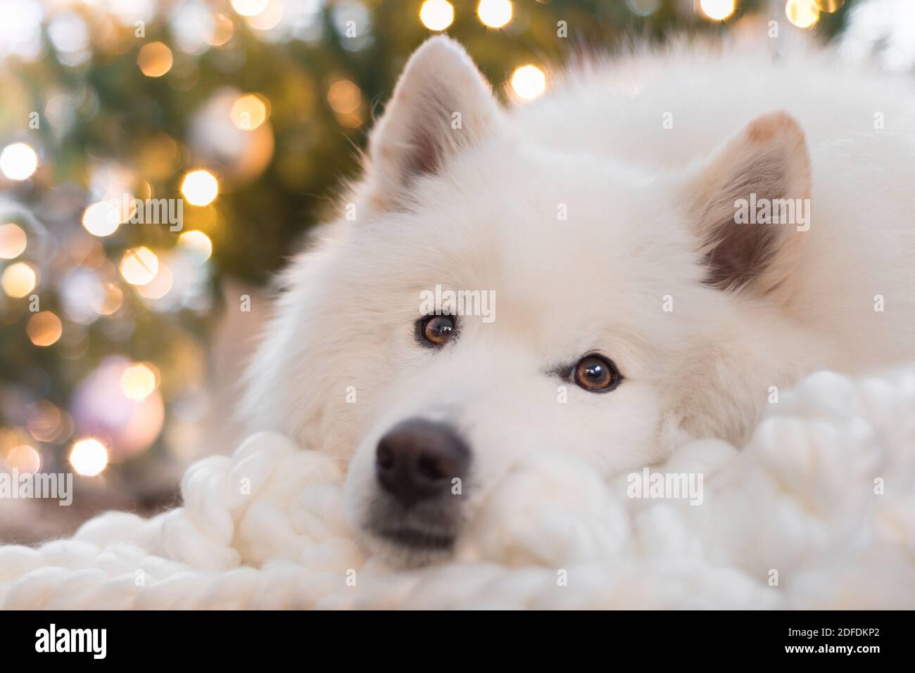 Samoyed at christmas Stock Photo - Alamy