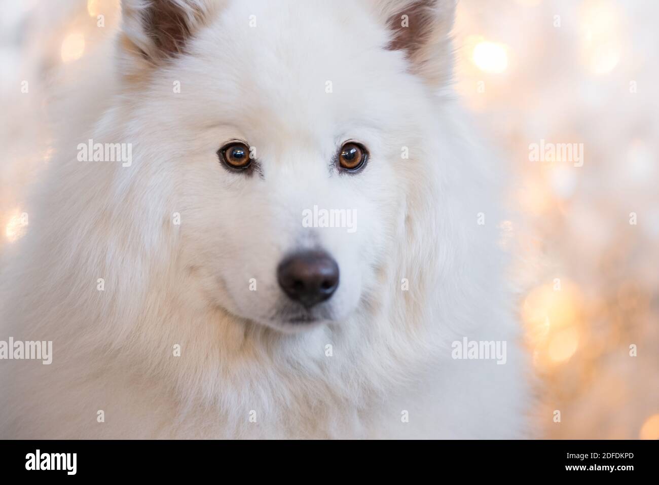 Samoyed at christmas Stock Photo - Alamy