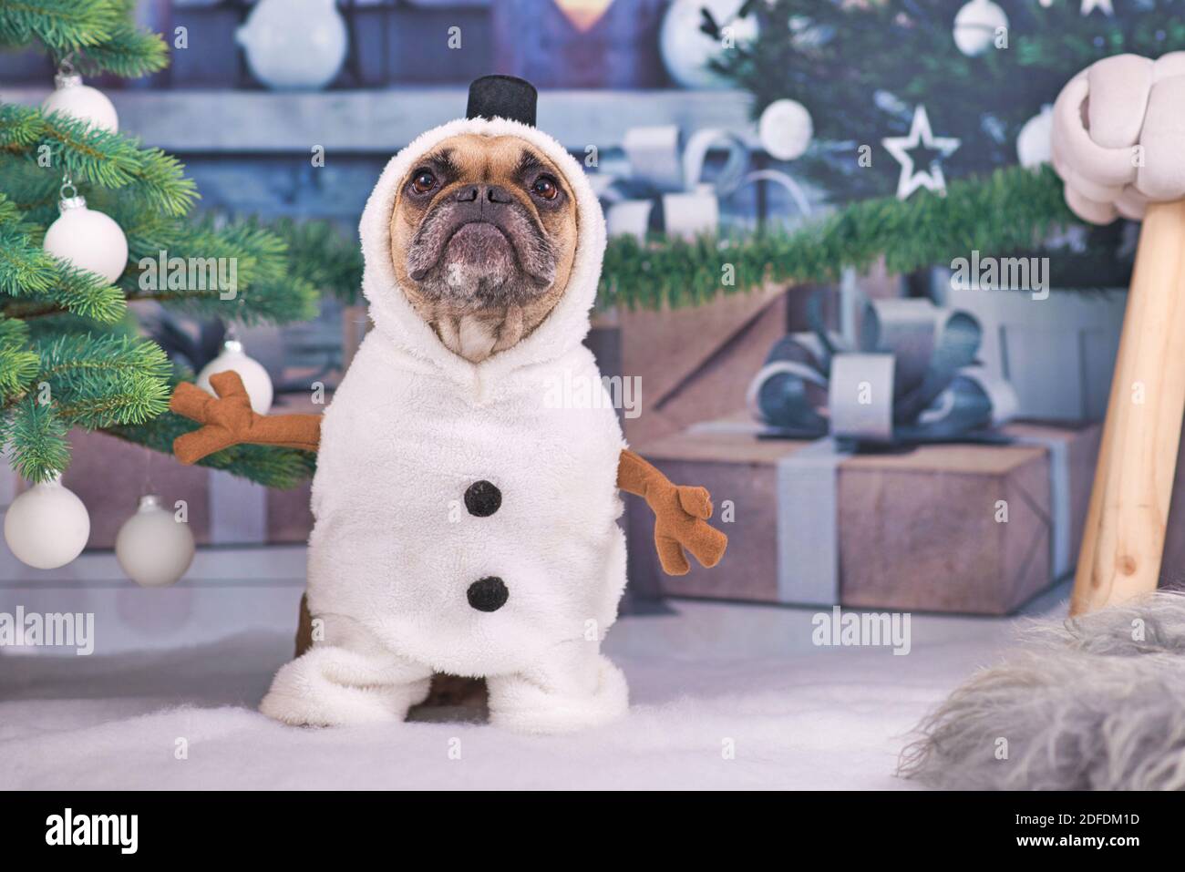 Funny French Bulldog dog wearing snowman winter costume with stick arms ...