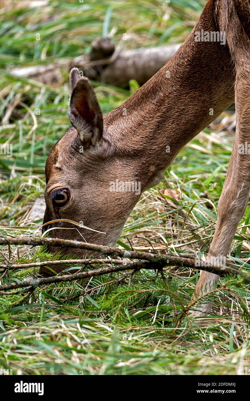 close up of the head of a female deer Stock Photo - Alamy