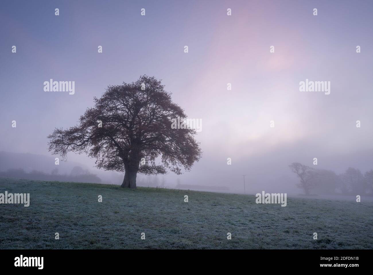 English landscape oak tree hi-res stock photography and images - Alamy