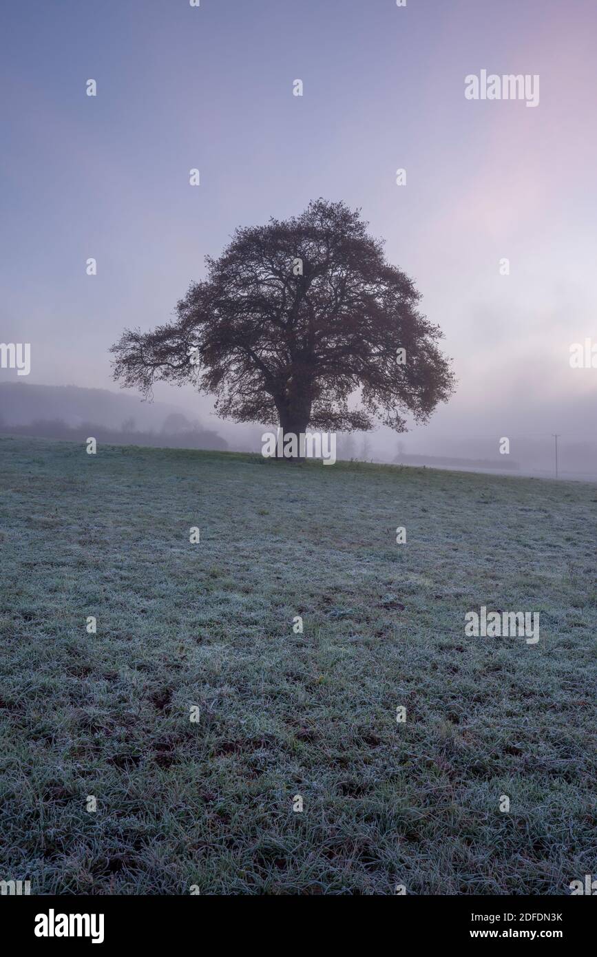 An English oak tree in countryside at dawn near Wrington, North ...