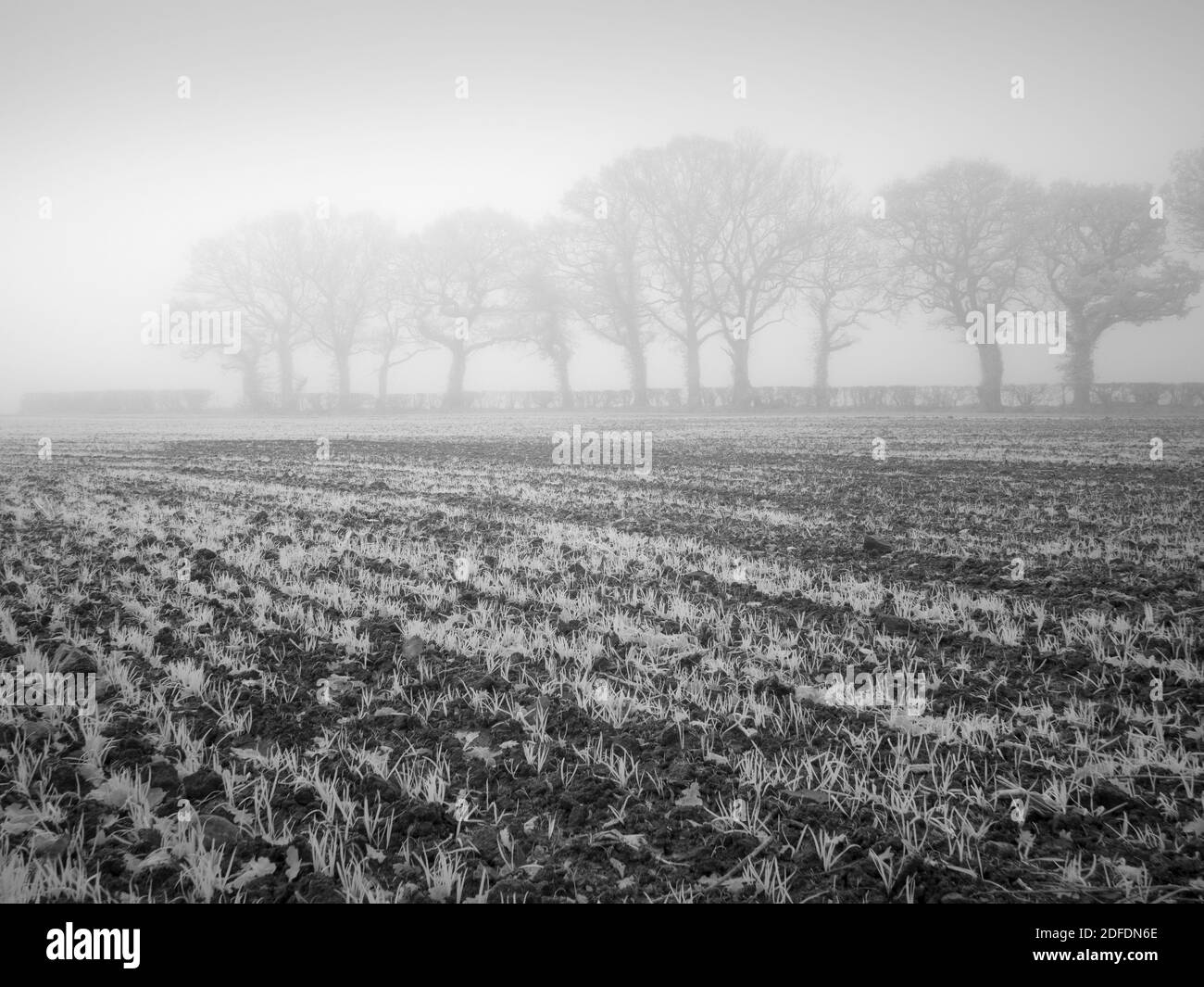 Misty fog field hi-res stock photography and images - Alamy