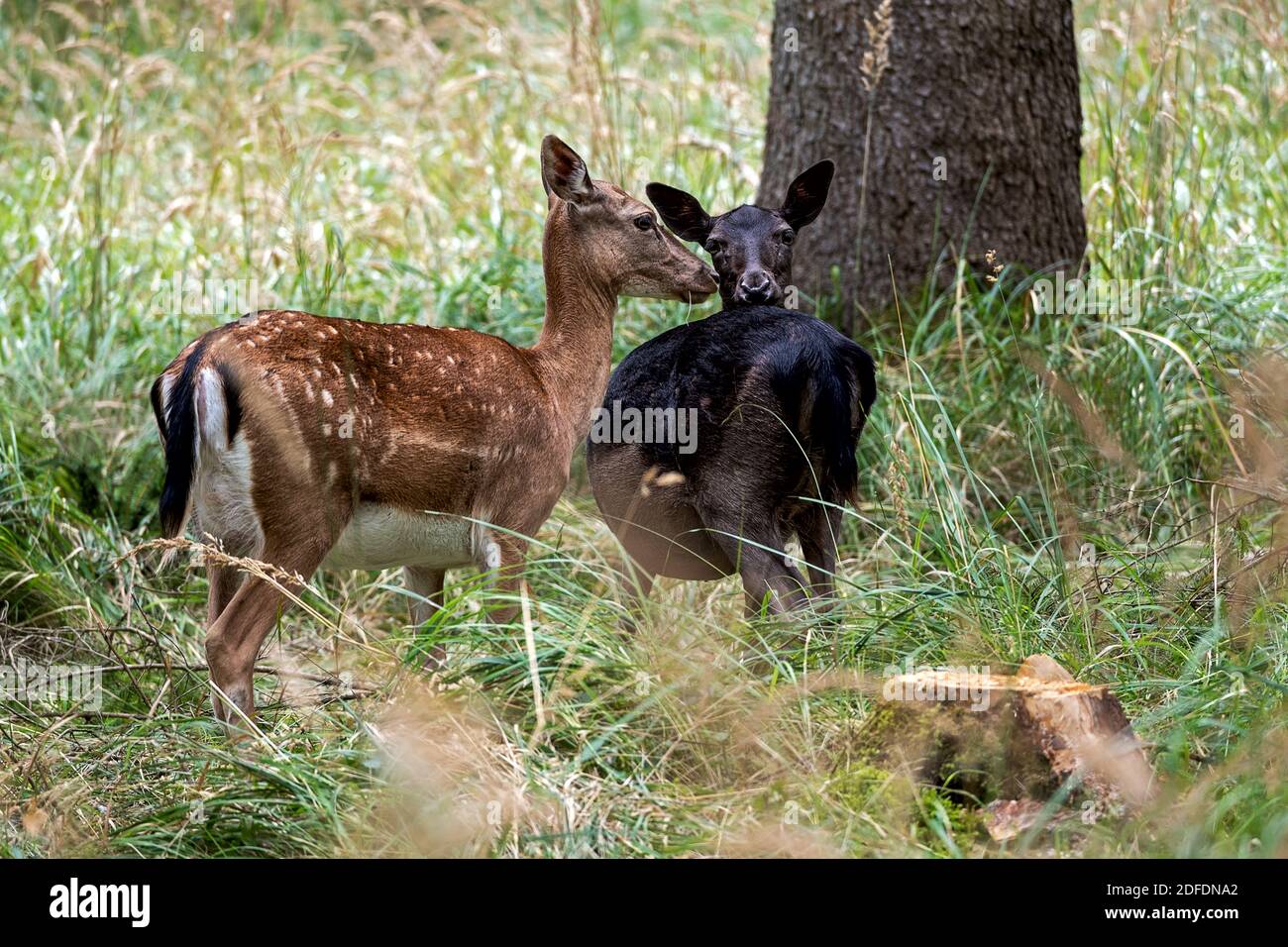 Dark Colored Deer