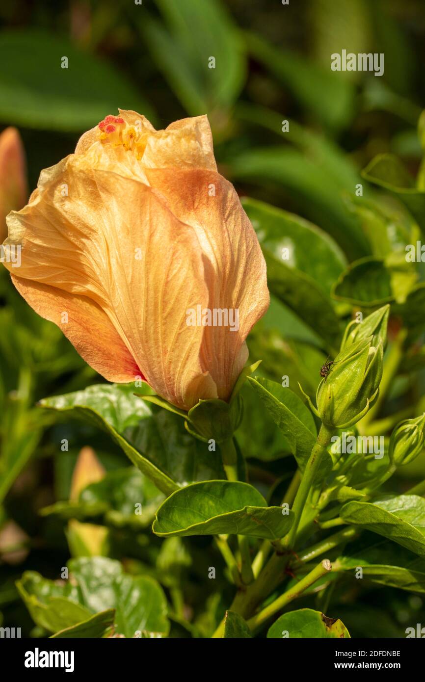 Hibiscus ‘Rosa Sinensis’ flower in close-up, natural flower portrait ...
