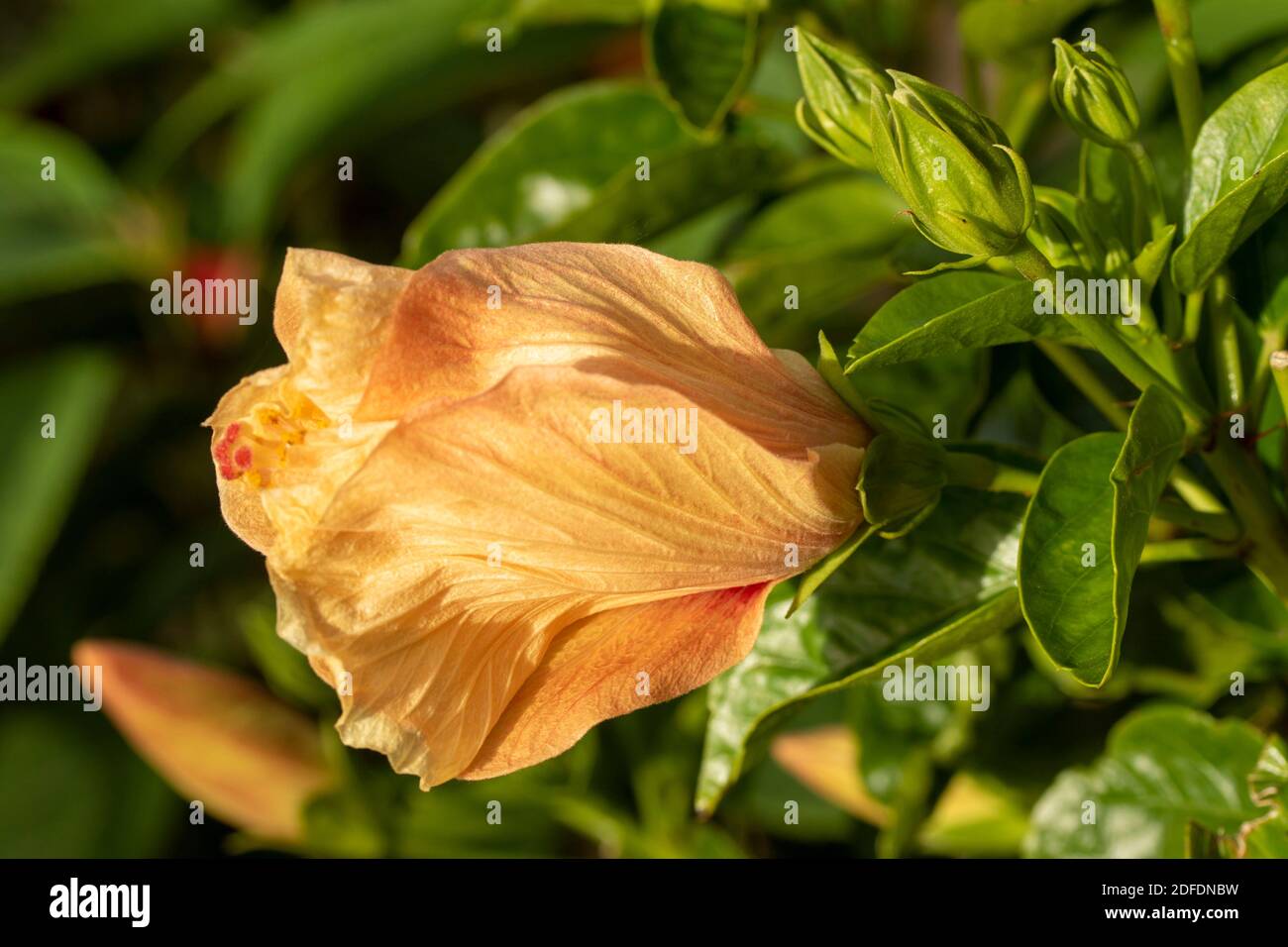Hibiscus ‘Rosa Sinensis’ flower in close-up, natural flower portrait ...
