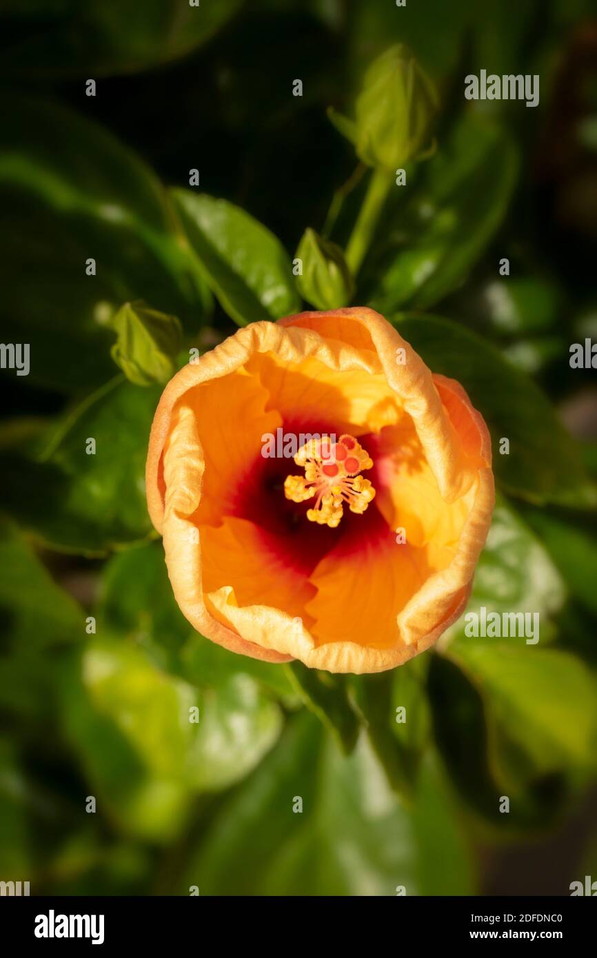 Hibiscus ‘Rosa Sinensis’ flower in close-up, natural flower portrait ...