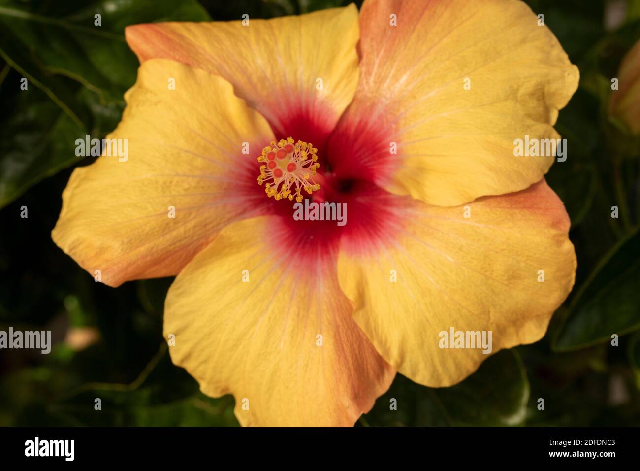 Hibiscus ‘Rosa Sinensis’ flower in close-up, natural flower portrait ...