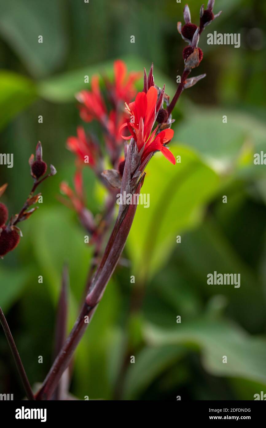 Canna Indica plant in flower, natural plant portrait Stock Photo - Alamy