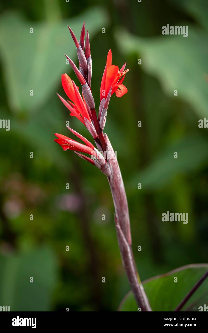 Canna Indica plant in flower, natural plant portrait Stock Photo - Alamy