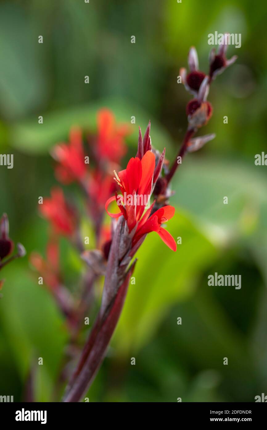 Pseudo indica hi-res stock photography and images - Alamy