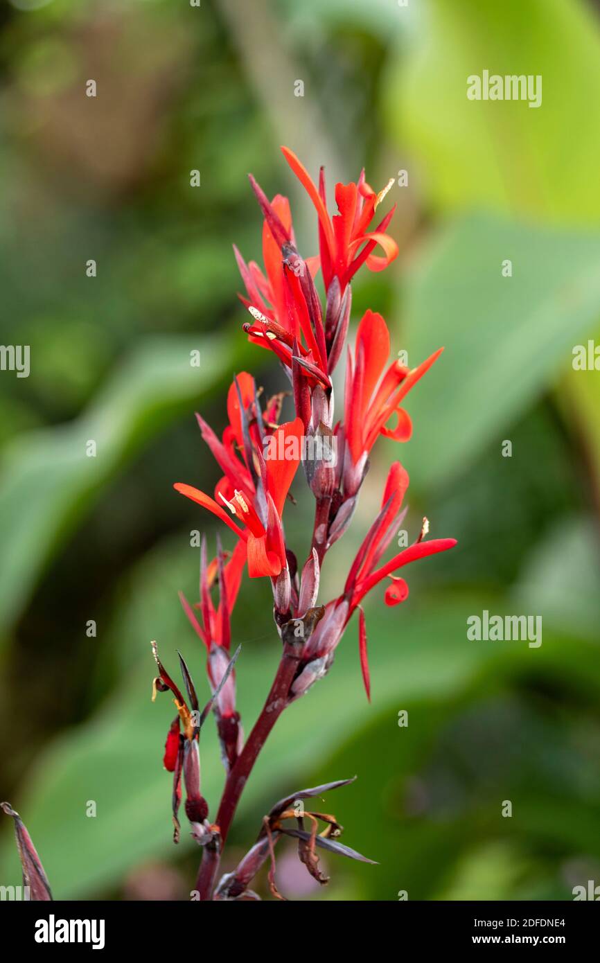 Canna Indica plant in flower, natural plant portrait Stock Photo - Alamy