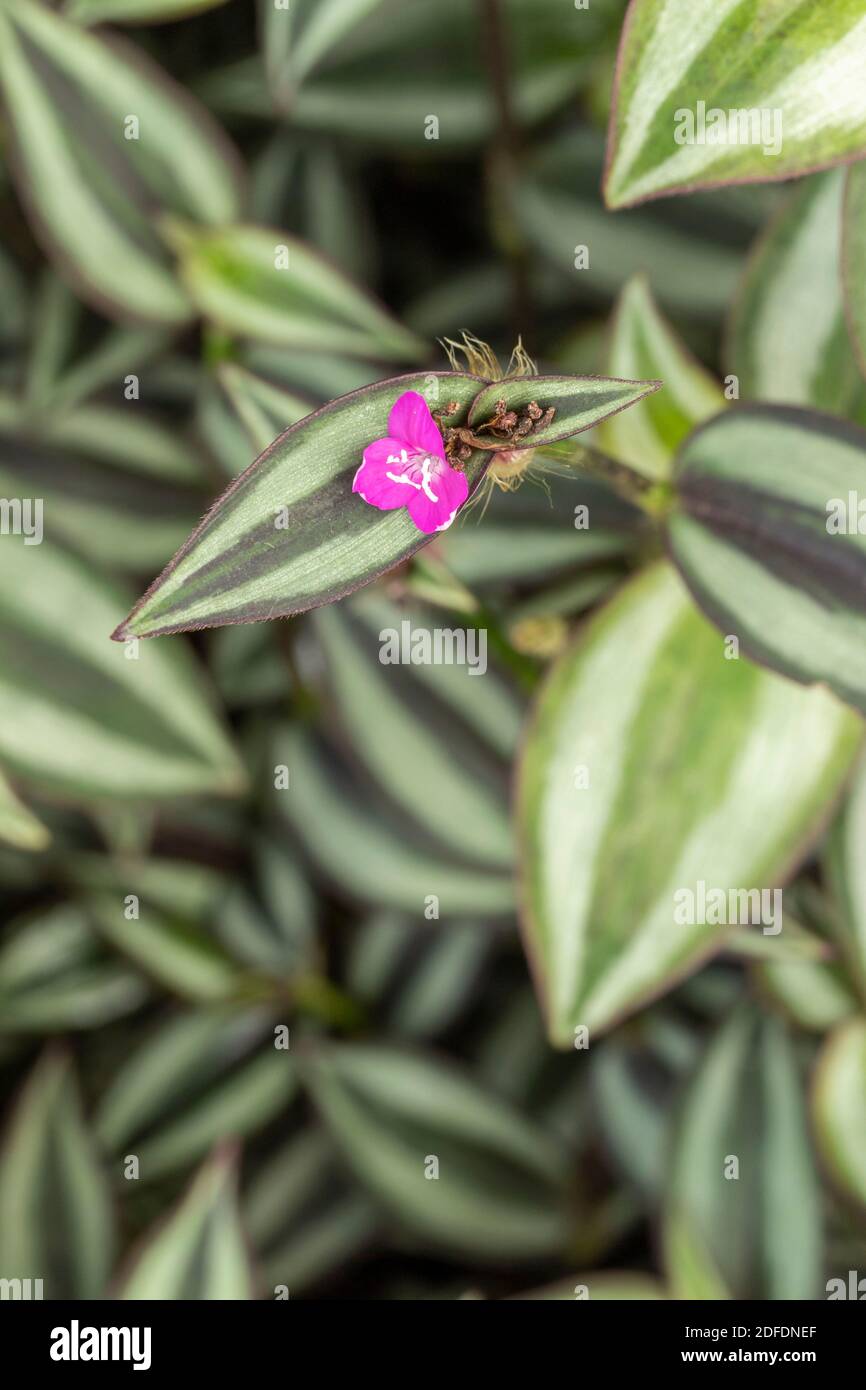Tradescantia Zebrina (Spiderwort) variegated leaves and flowers ...