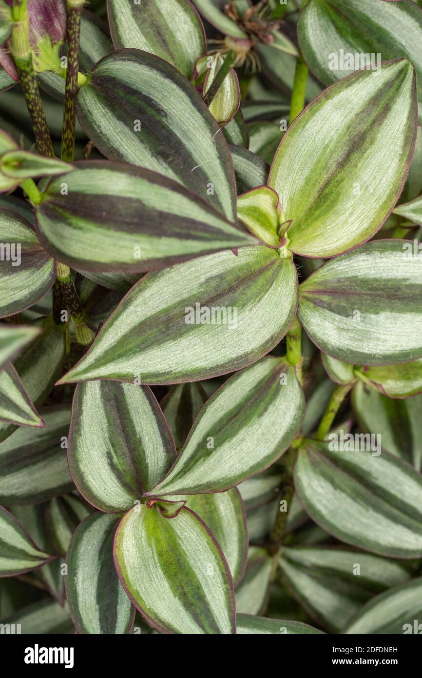 Tradescantia Zebrina (Spiderwort) variegated leaves and flowers ...
