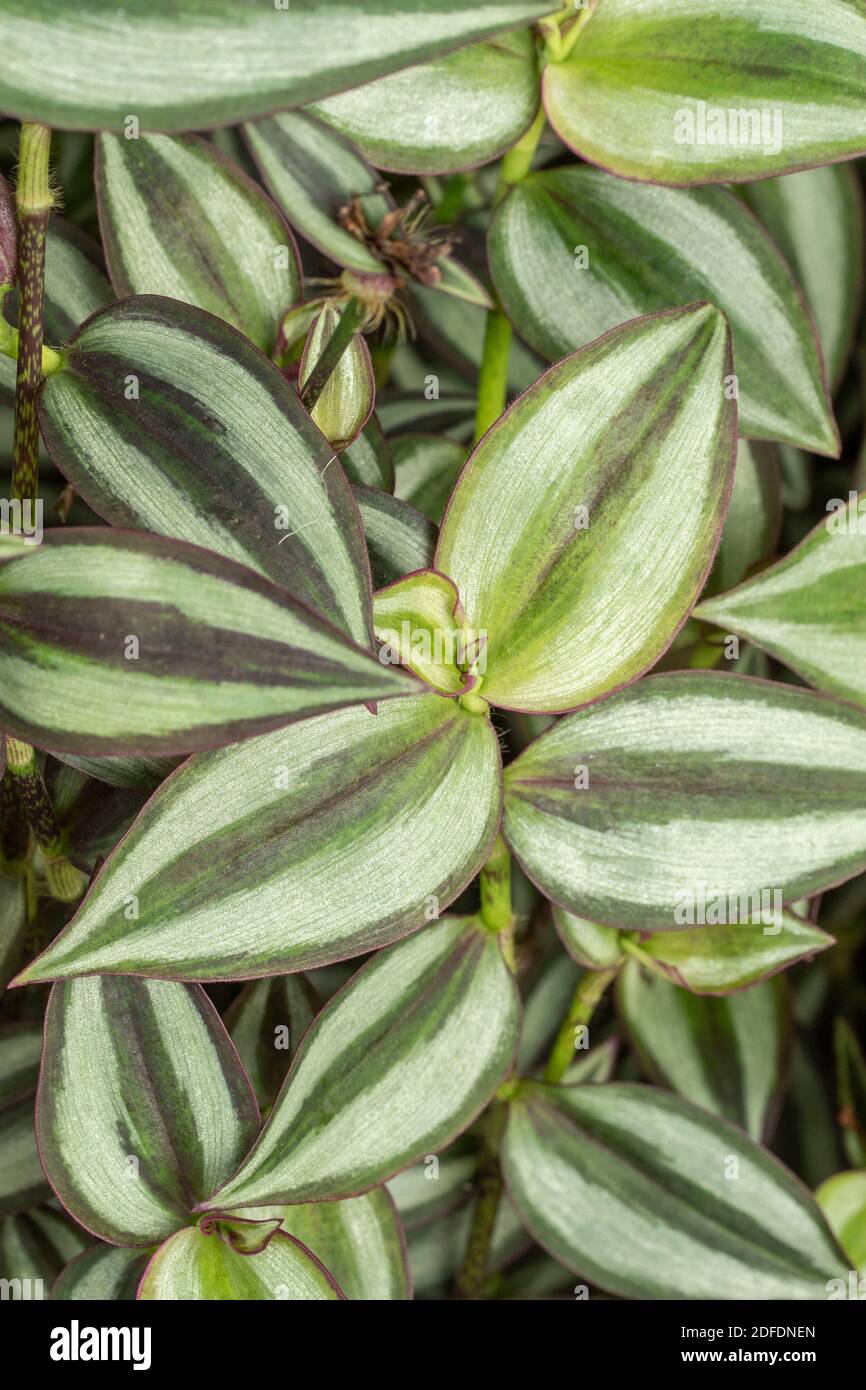 Tradescantia Zebrina (Spiderwort) variegated leaves and flowers ...