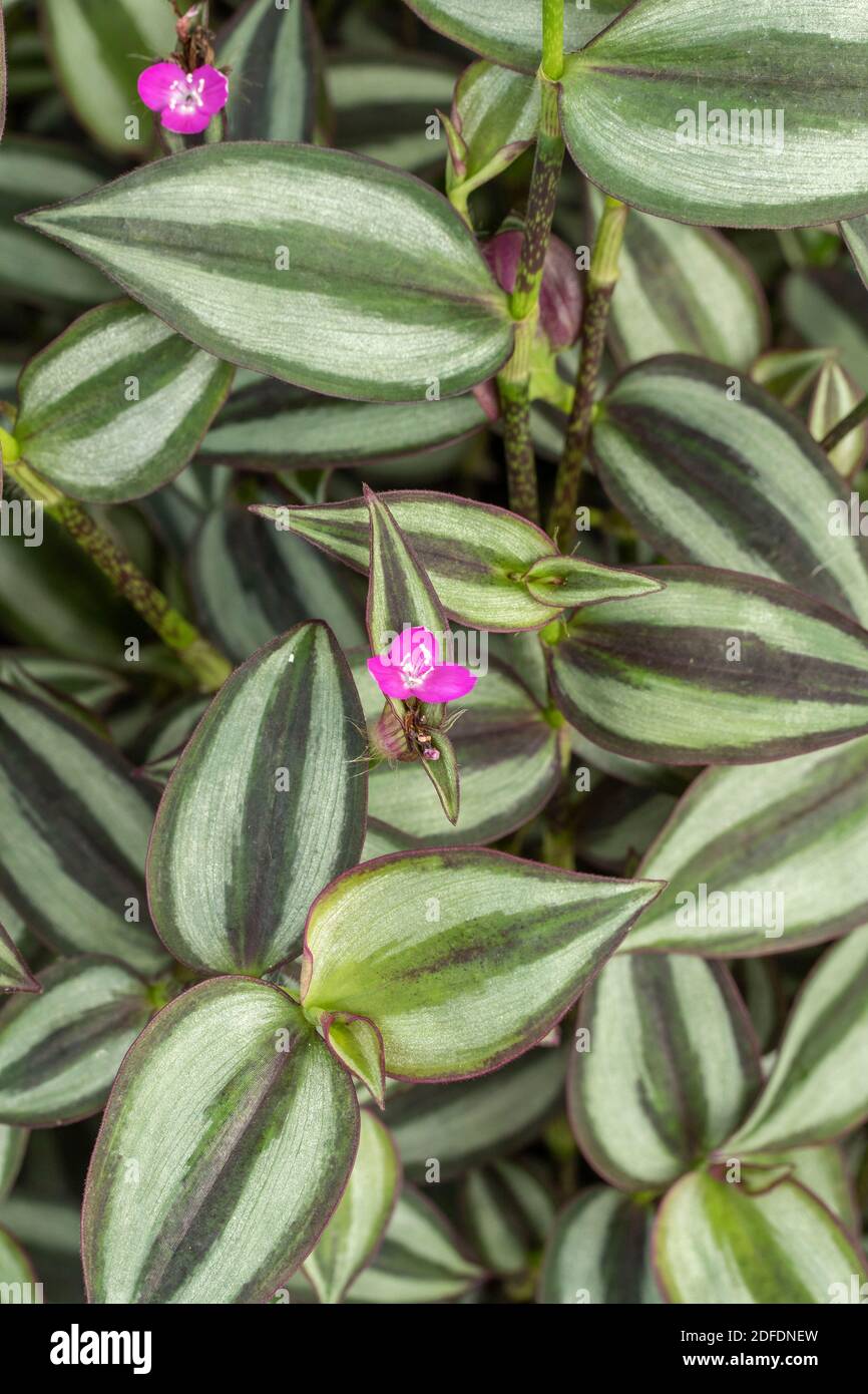 Tradescantia Zebrina (Spiderwort) variegated leaves and flowers ...