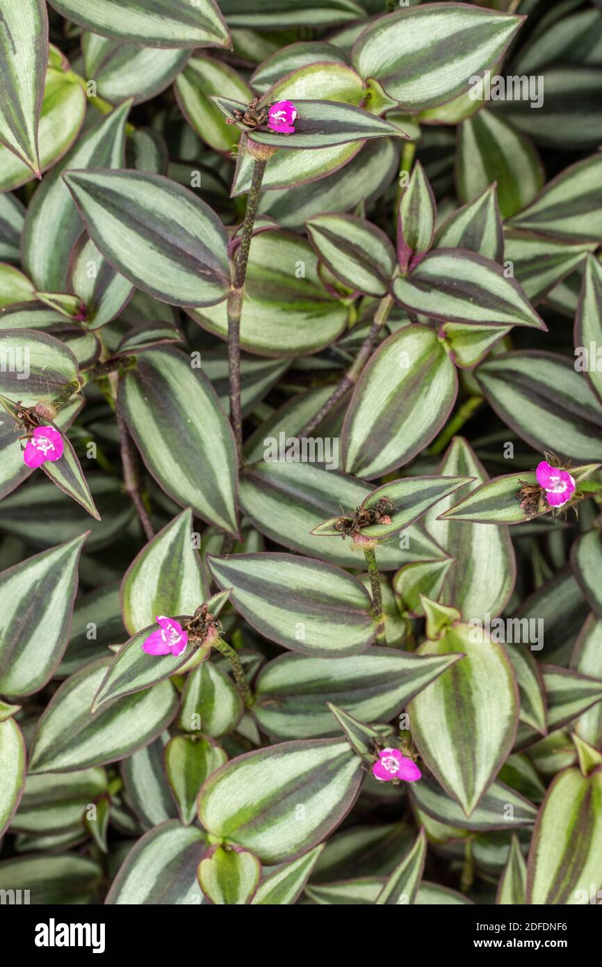 Tradescantia Zebrina (Spiderwort) variegated leaves and flowers ...
