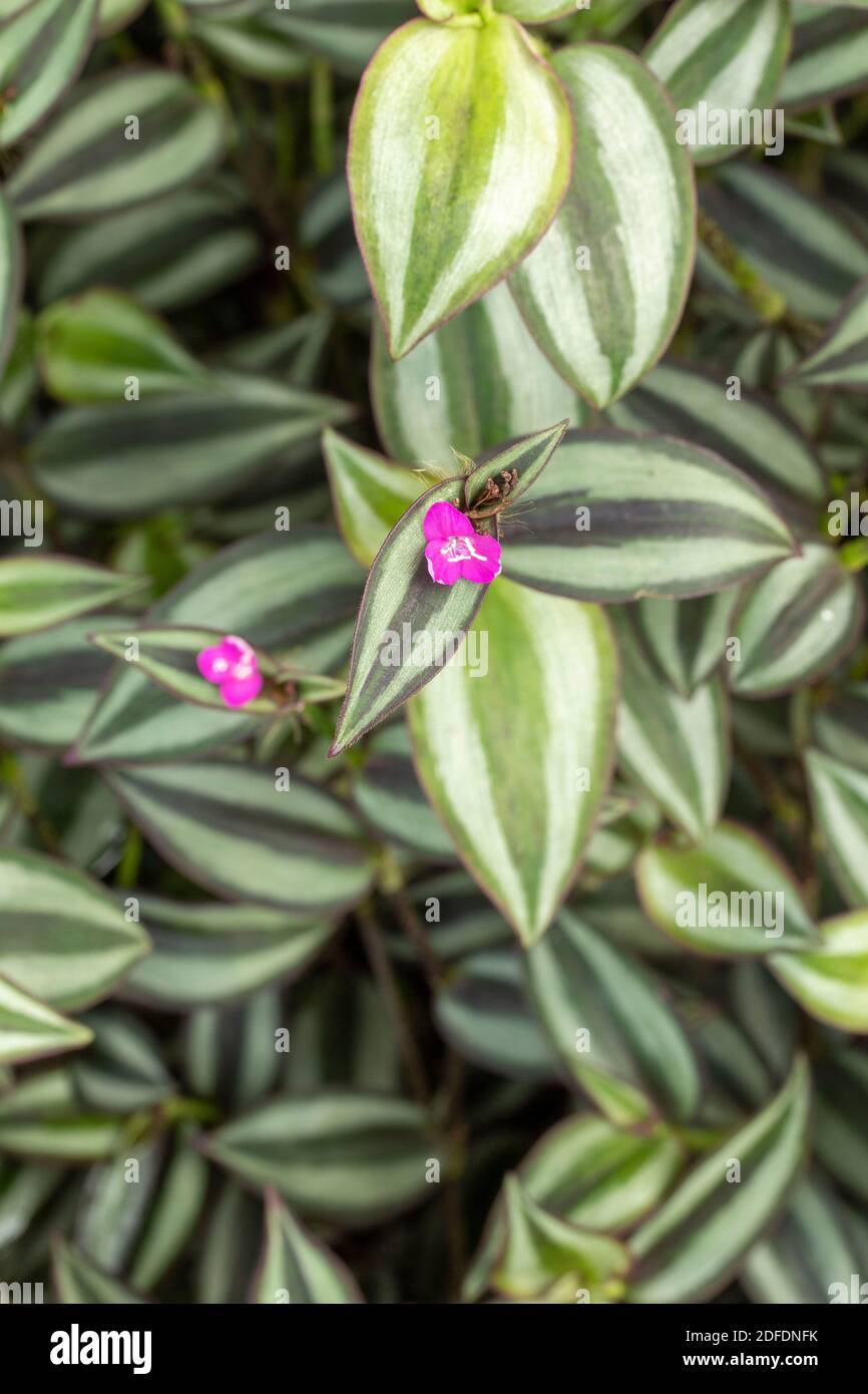 Tradescantia zebrina flowers leaves hi-res stock photography and images ...