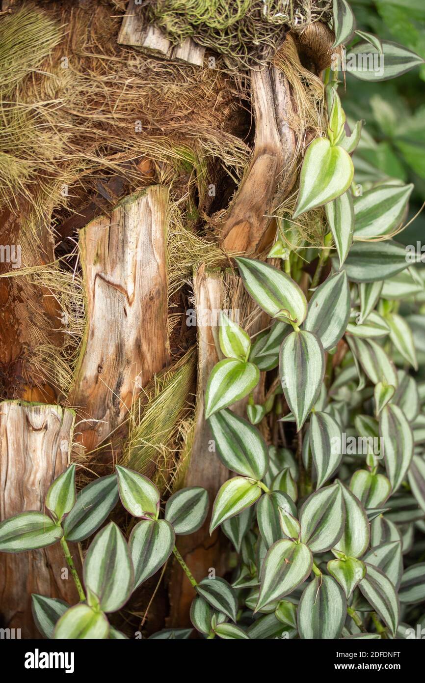 Tradescantia Zebrina (Spiderwort) variegated leaves and flowers ...