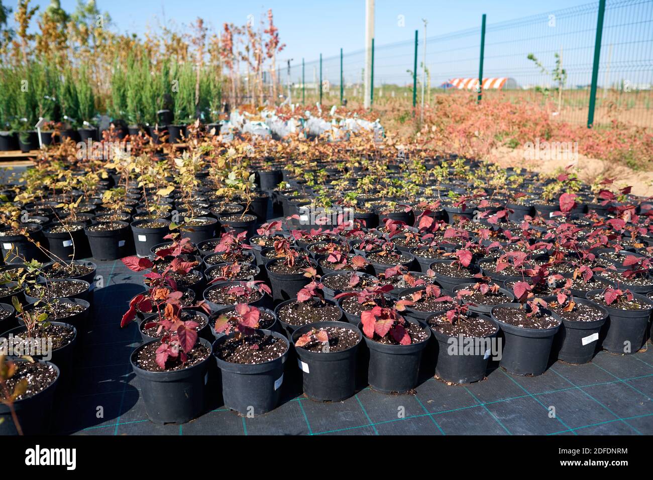 Rows of flower pots in a flower nursery Stock Photo - Alamy
