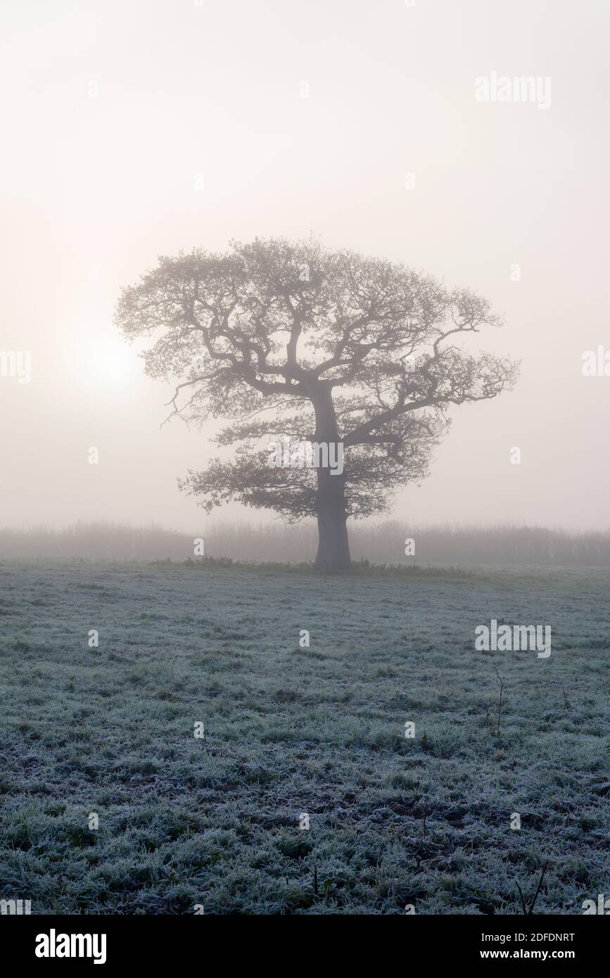 Fog mist field hi-res stock photography and images - Alamy