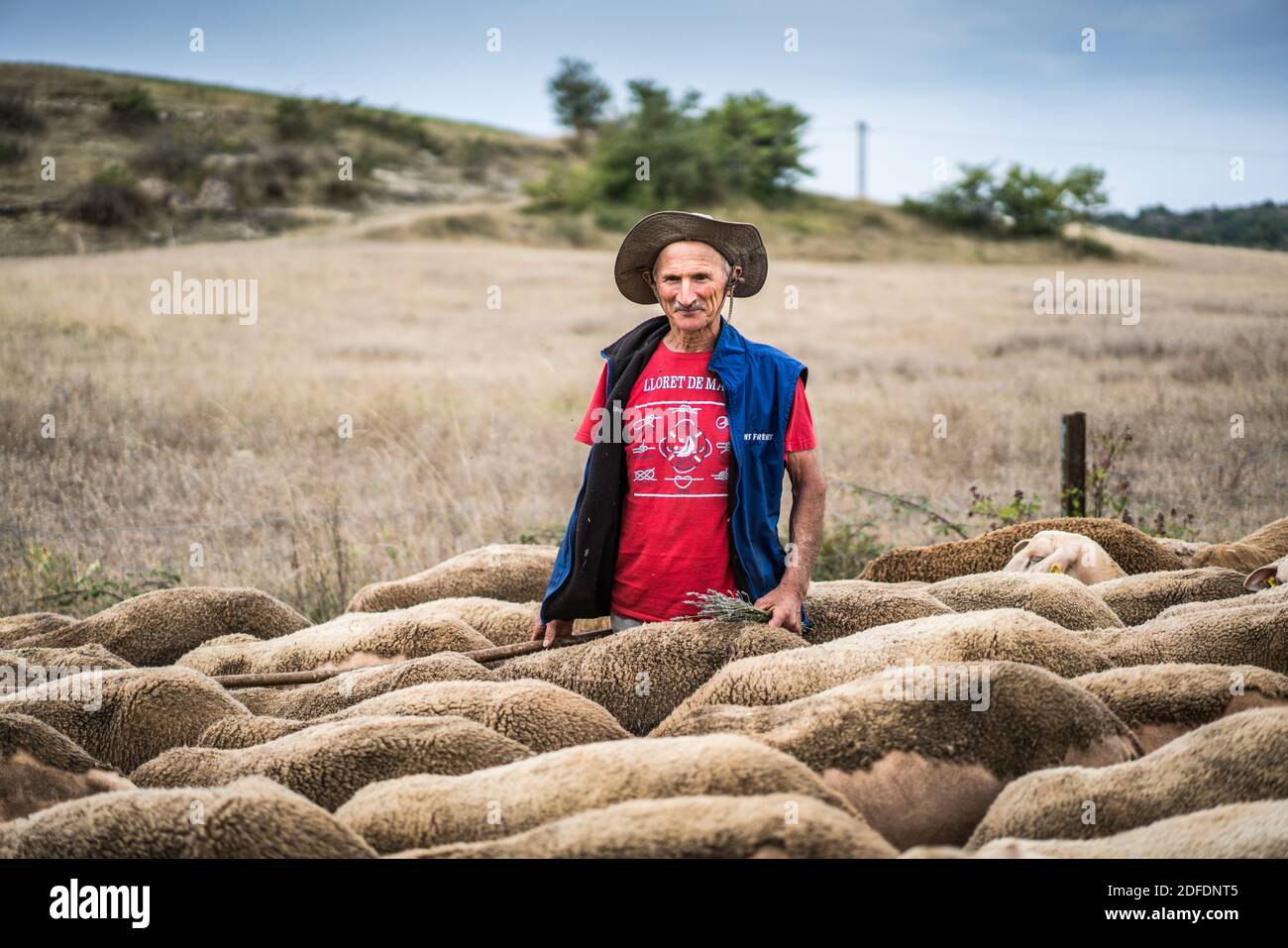 Herder of sheep with sheeps in the landscape near of the Roquefort-sur ...