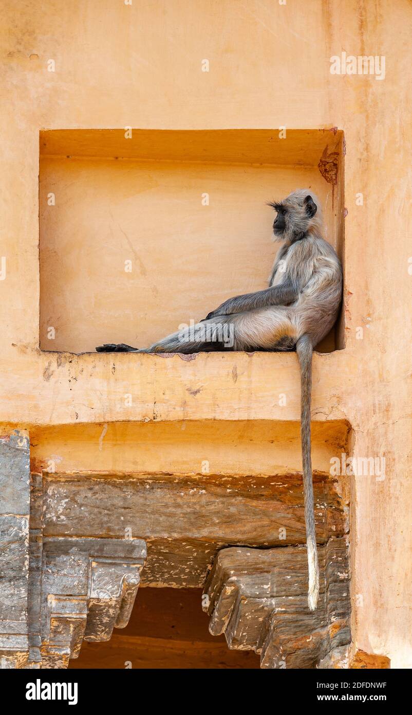 Thoughtful monkey in a square niche in a yellow wall over a stone arch ...