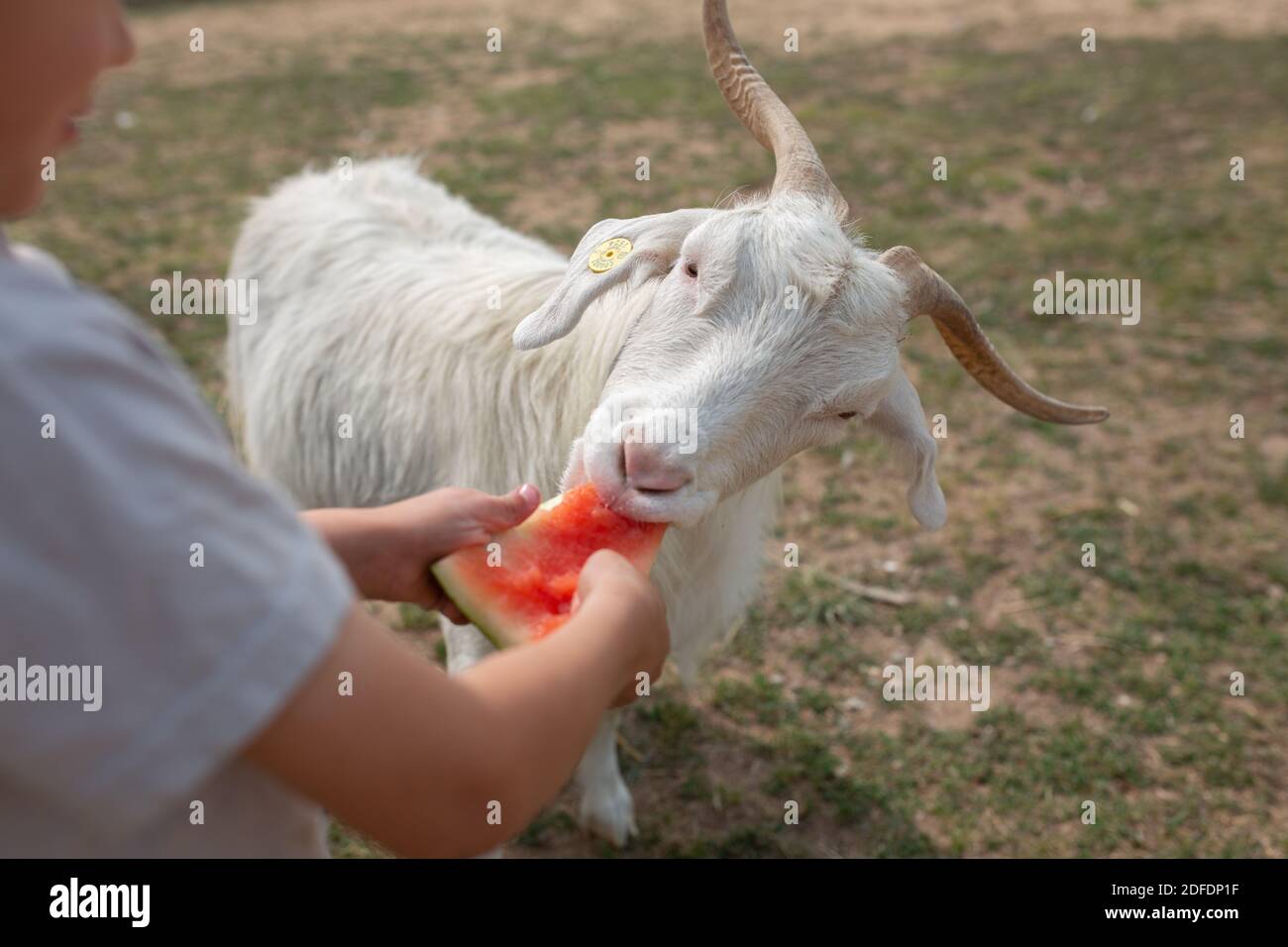 Caring for goat hi-res stock photography and images - Alamy