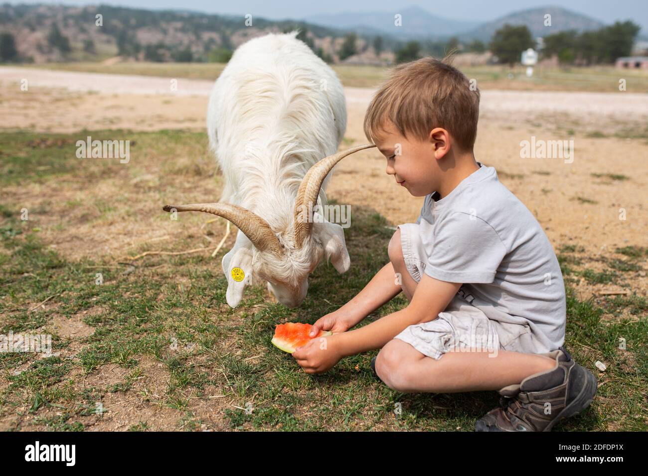 Boy kneeling down to feed his pet goat watermelon Stock Photo - Alamy
